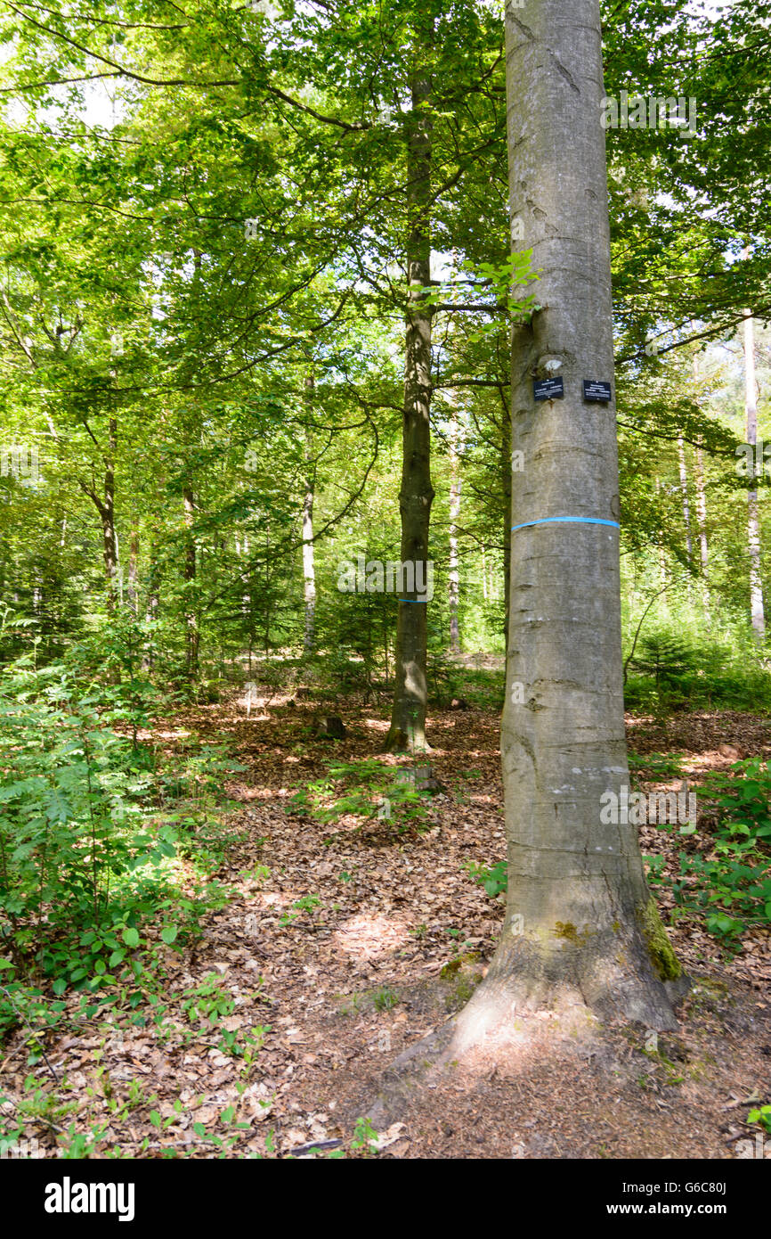 Forest graveyard ( cemetery urn occupancy places under trees ) : Grave ...