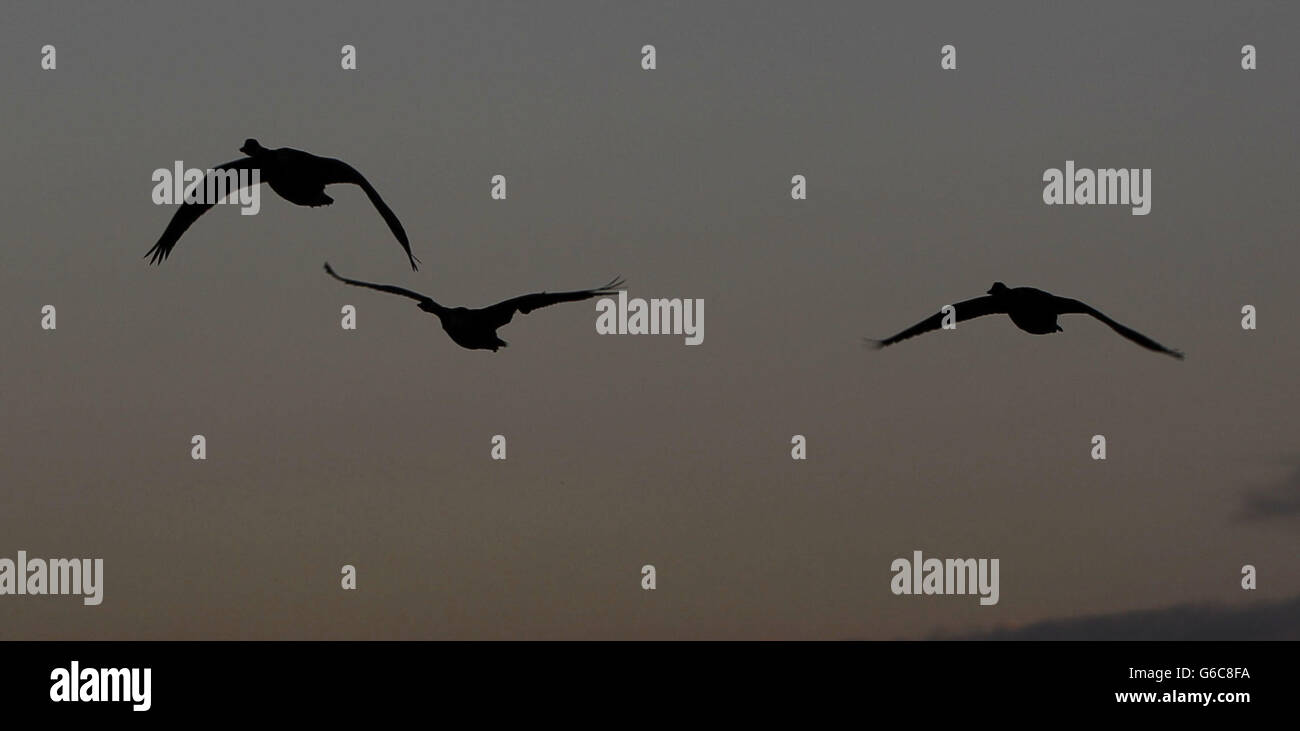Geese fly over the River Mersey at Hale Head, Merseyside Stock Photo ...