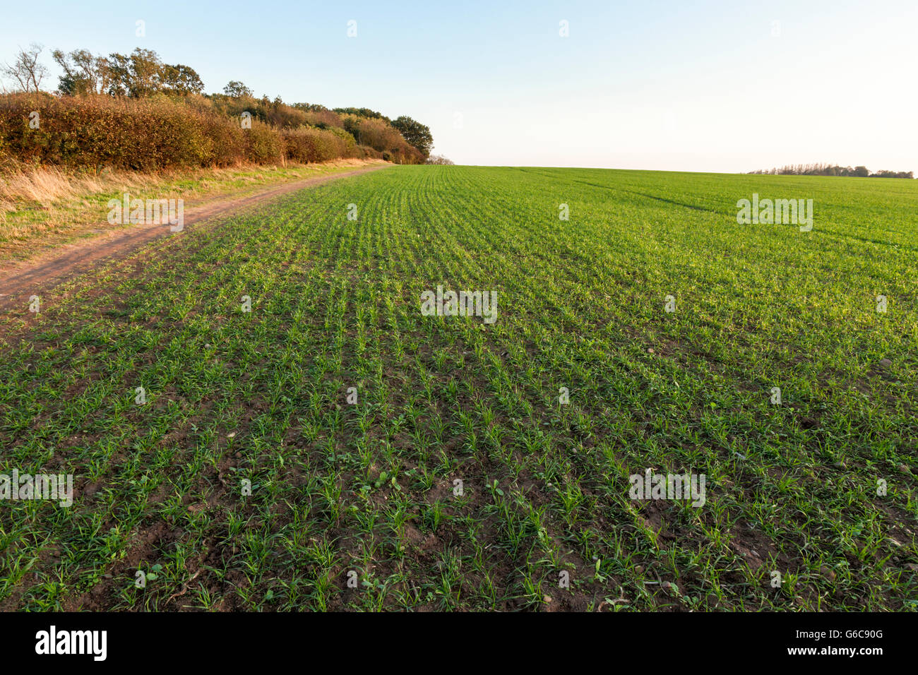 Young crop growing on a hillside farmland field, Nottinghamshire ...