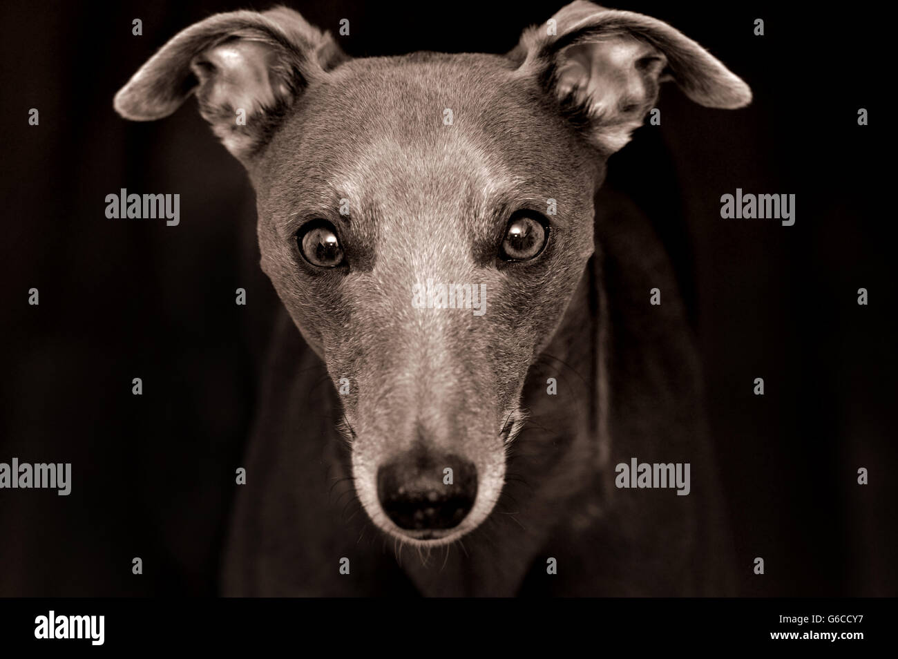 Whippet Dog Portrait Stock Photo - Alamy
