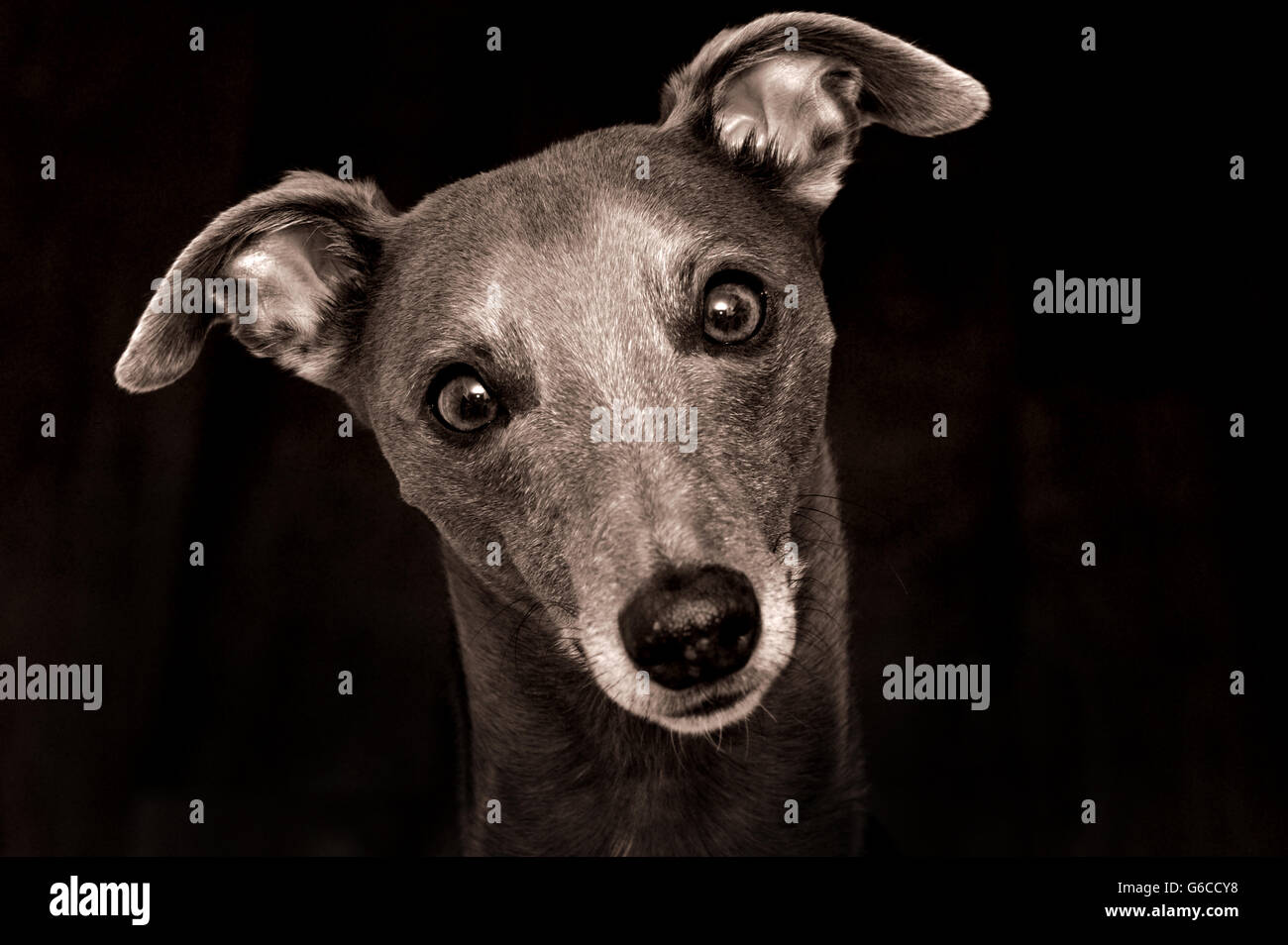 Whippet Dog Portrait Stock Photo - Alamy