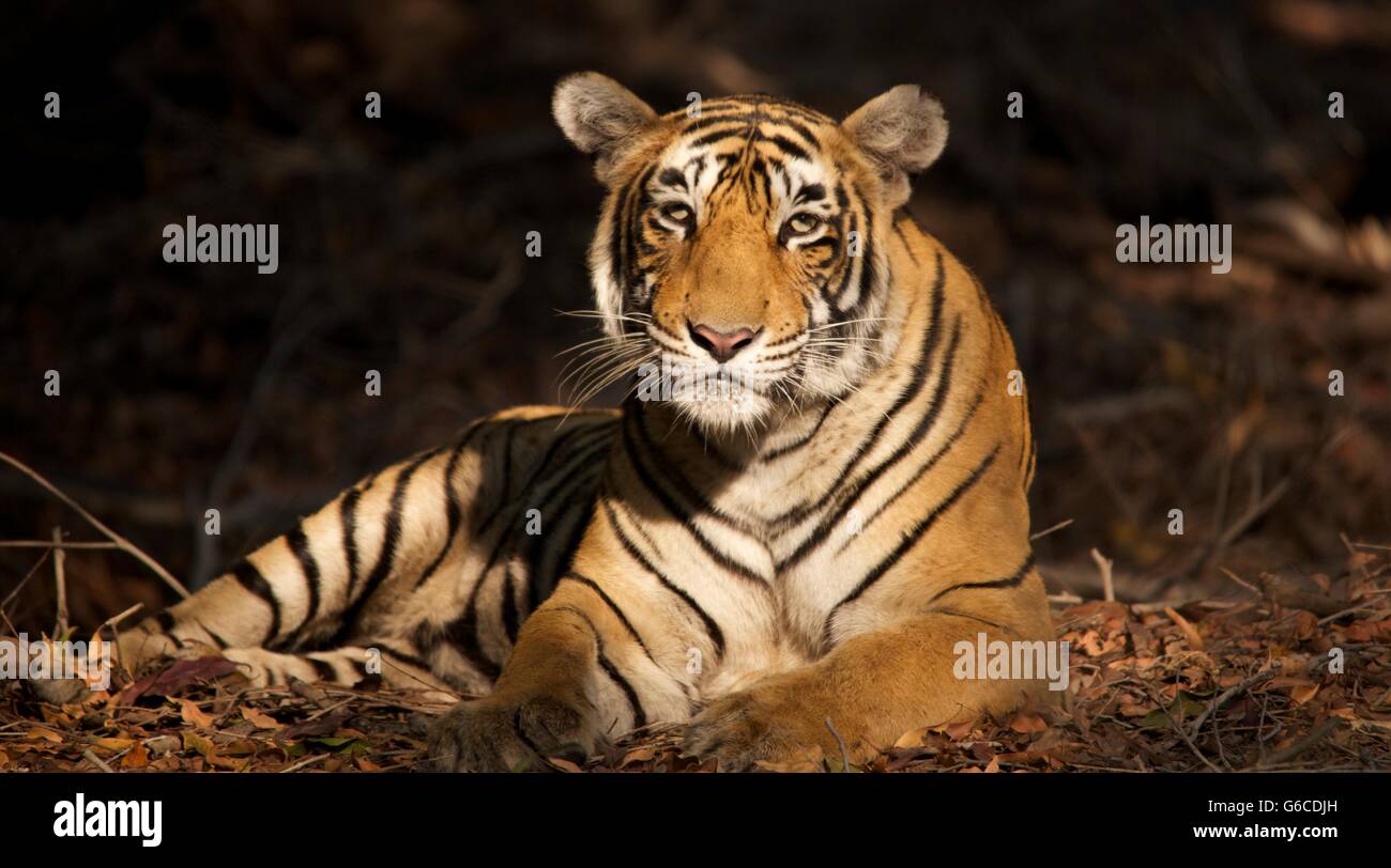 The Royal Pose Stock Photo - Alamy