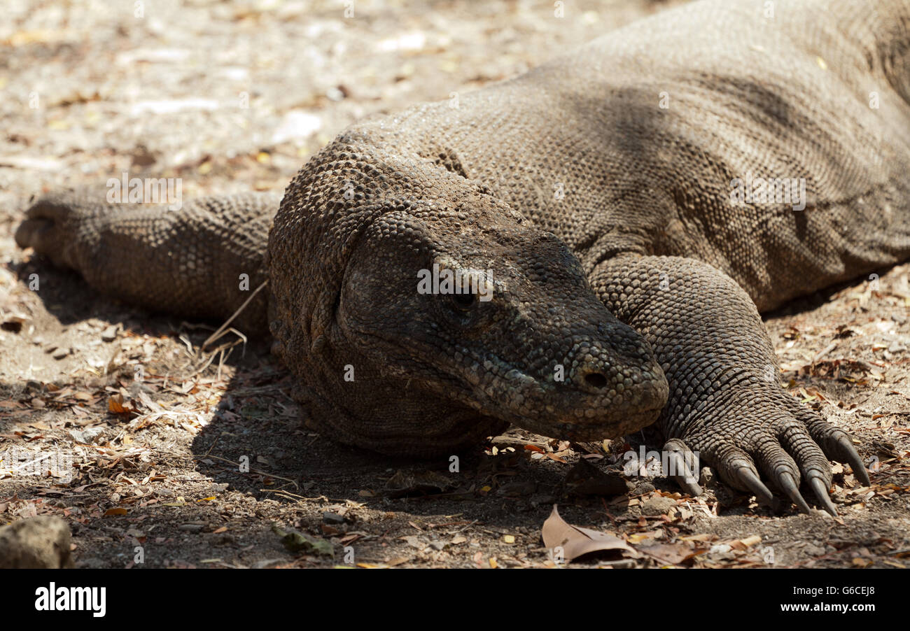 Komodo Dragon, the largest lizard in the world Stock Photo - Alamy