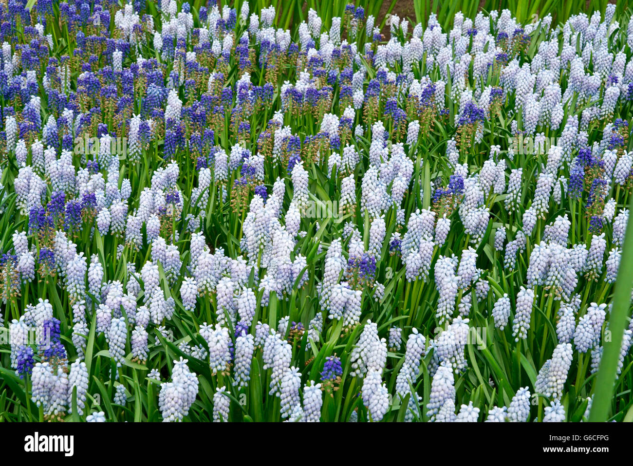 Blue and white hyacinths hi-res stock photography and images - Alamy