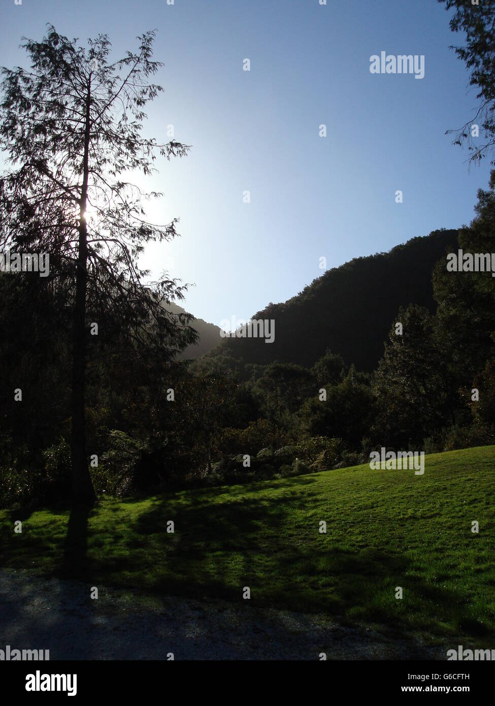 sun through tree Stock Photo - Alamy