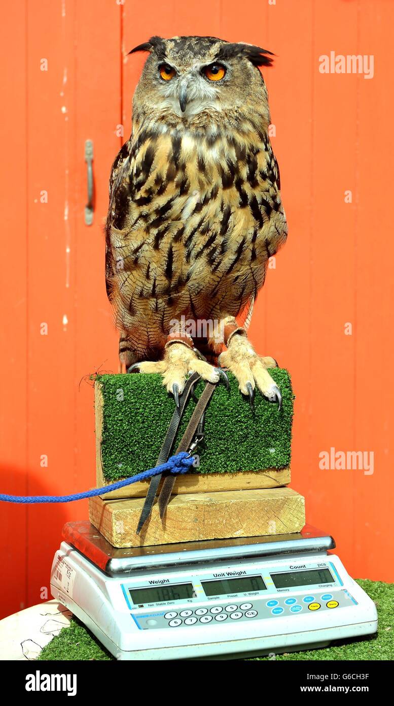 Zoo lphli hi-res stock photography and images - Alamy