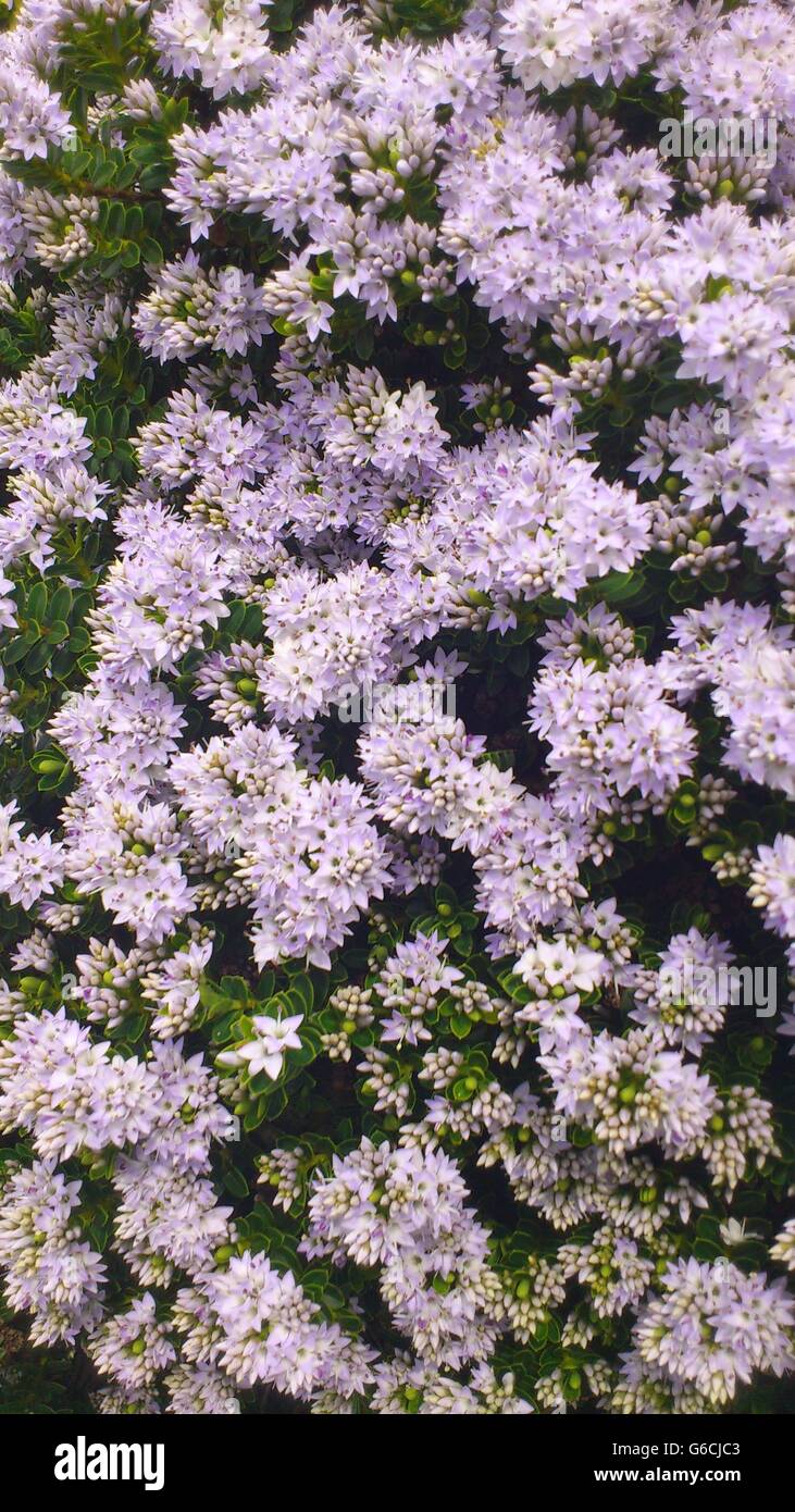 Hebe flowers hi-res stock photography and images - Alamy