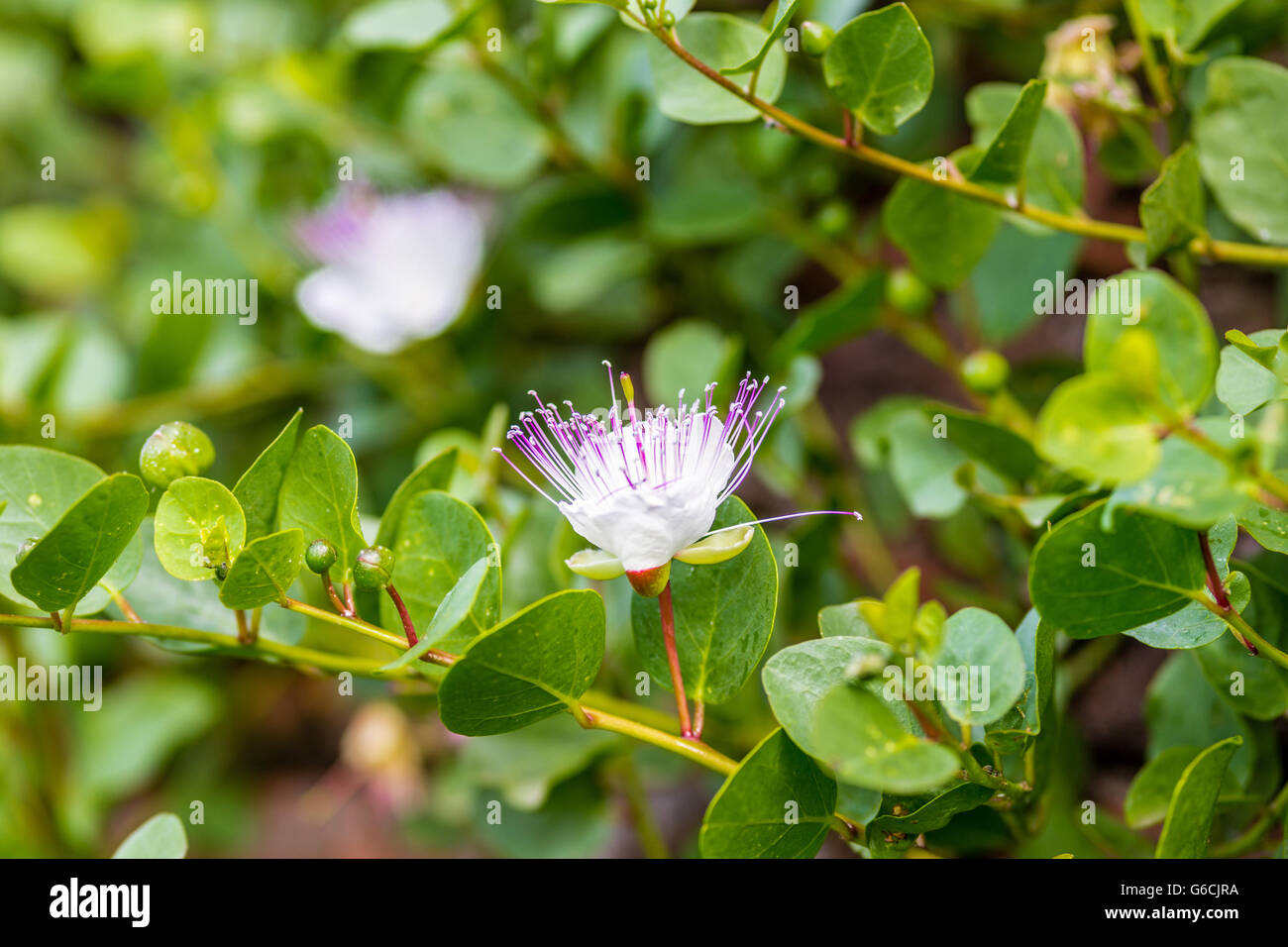 flowers and buds of thorny caper plant, growing on Roman walls of an ...