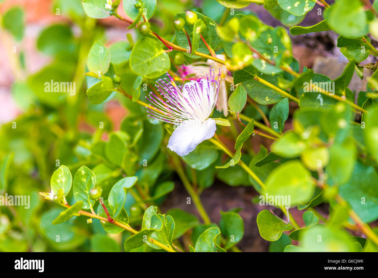 flowers and buds of thorny caper plant, growing on Roman walls of an ...