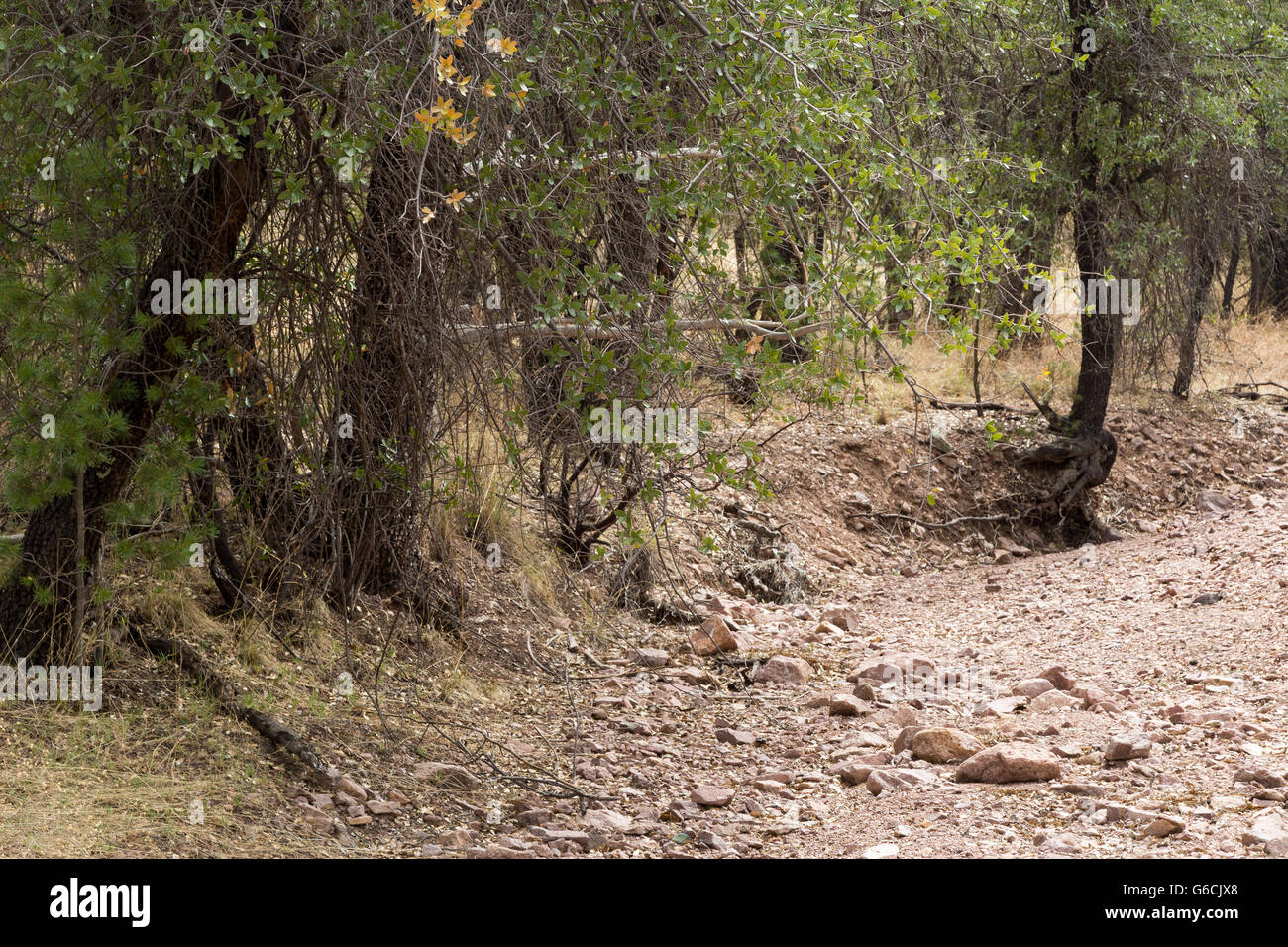 A dry creek bed bending through a forest of oak trees in the Canelo ...