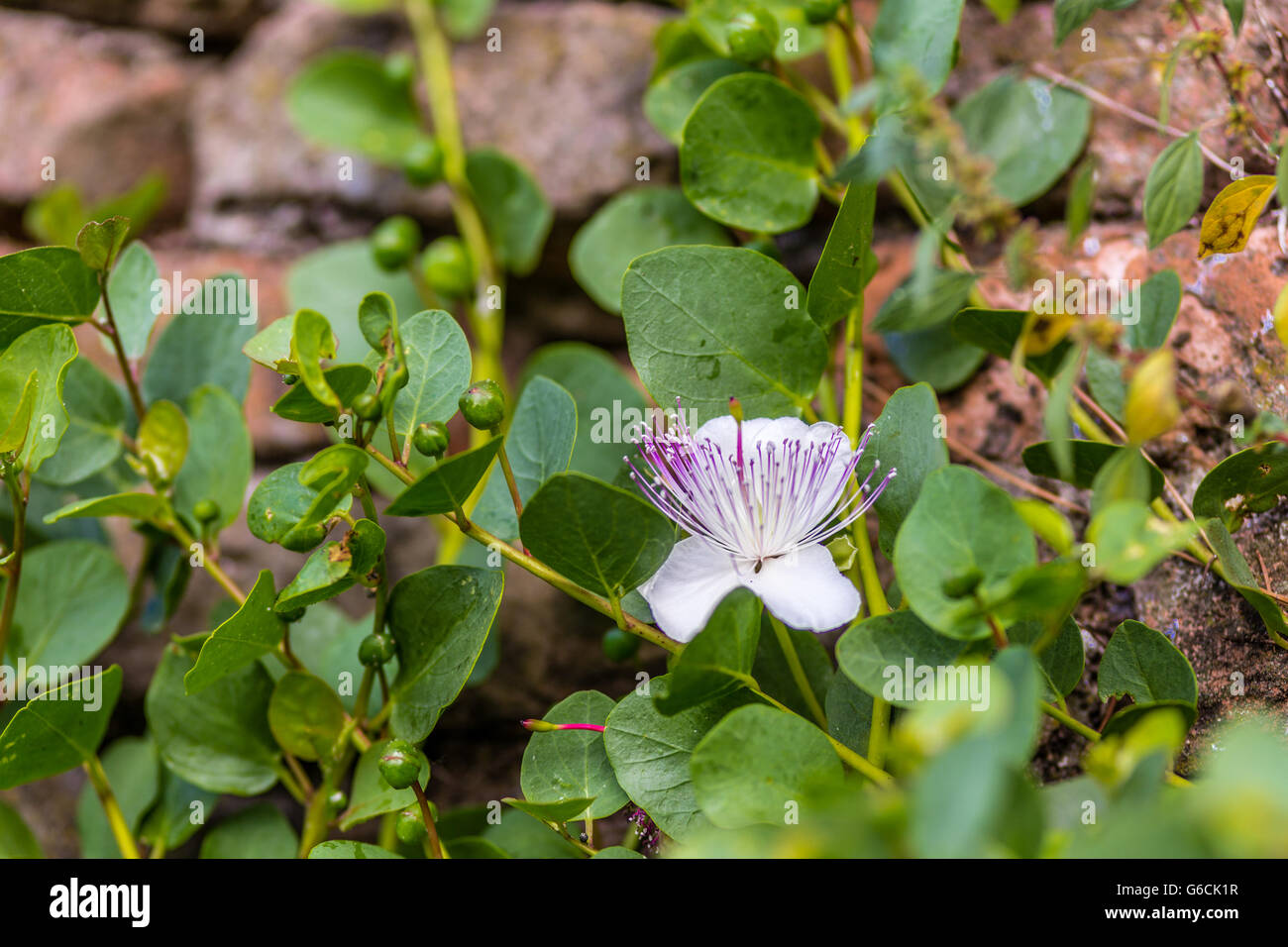 flowers and buds of thorny caper plant, growing on Roman walls of an ...