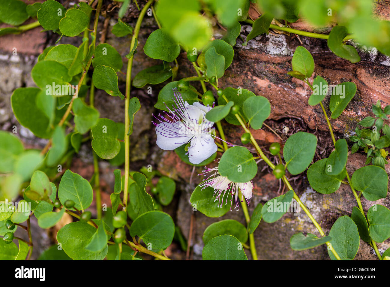 flowers and buds of thorny caper plant, growing on Roman walls of an ...