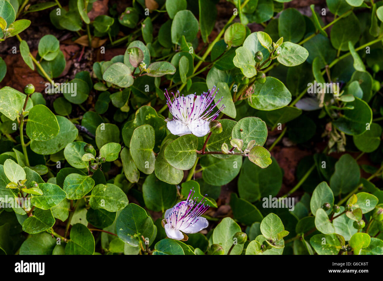 flowers and buds of thorny caper plant, growing on Roman walls of an ...