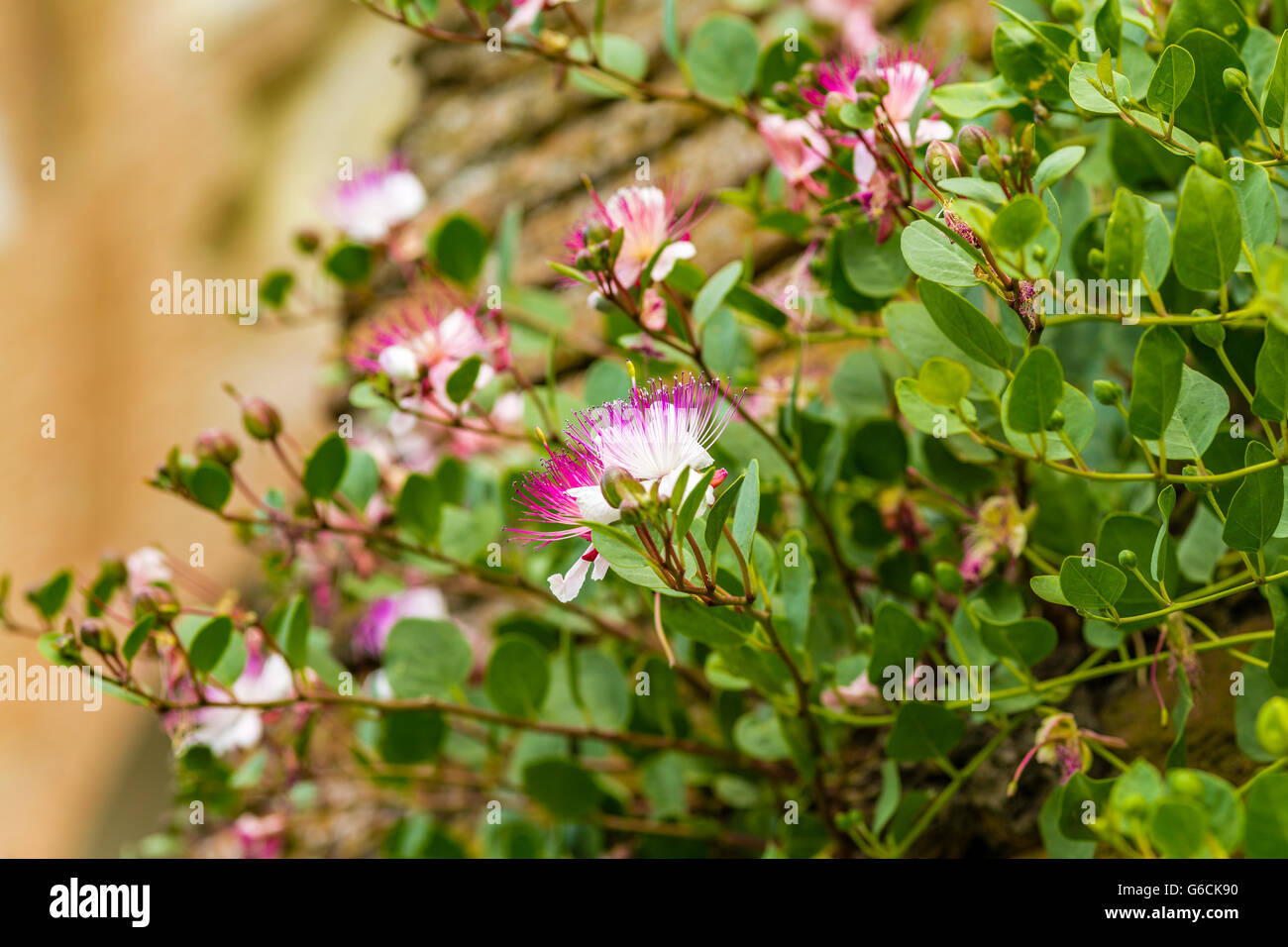 flowers and buds of thorny caper plant, growing on Roman walls of an ...