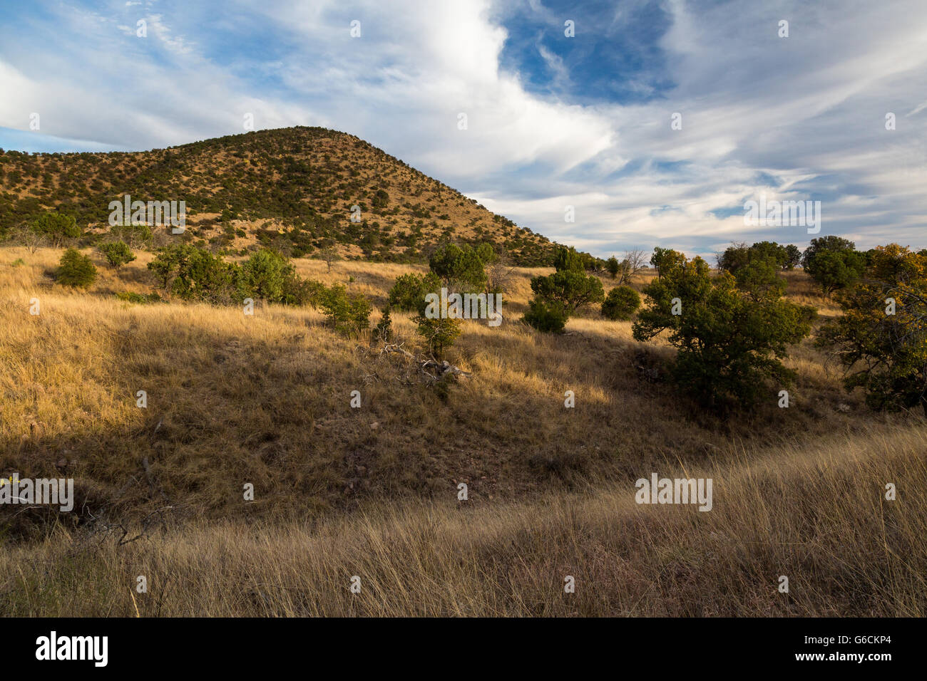 Juniper and oak trees dotting the high desert grasslands in the Canelo ...