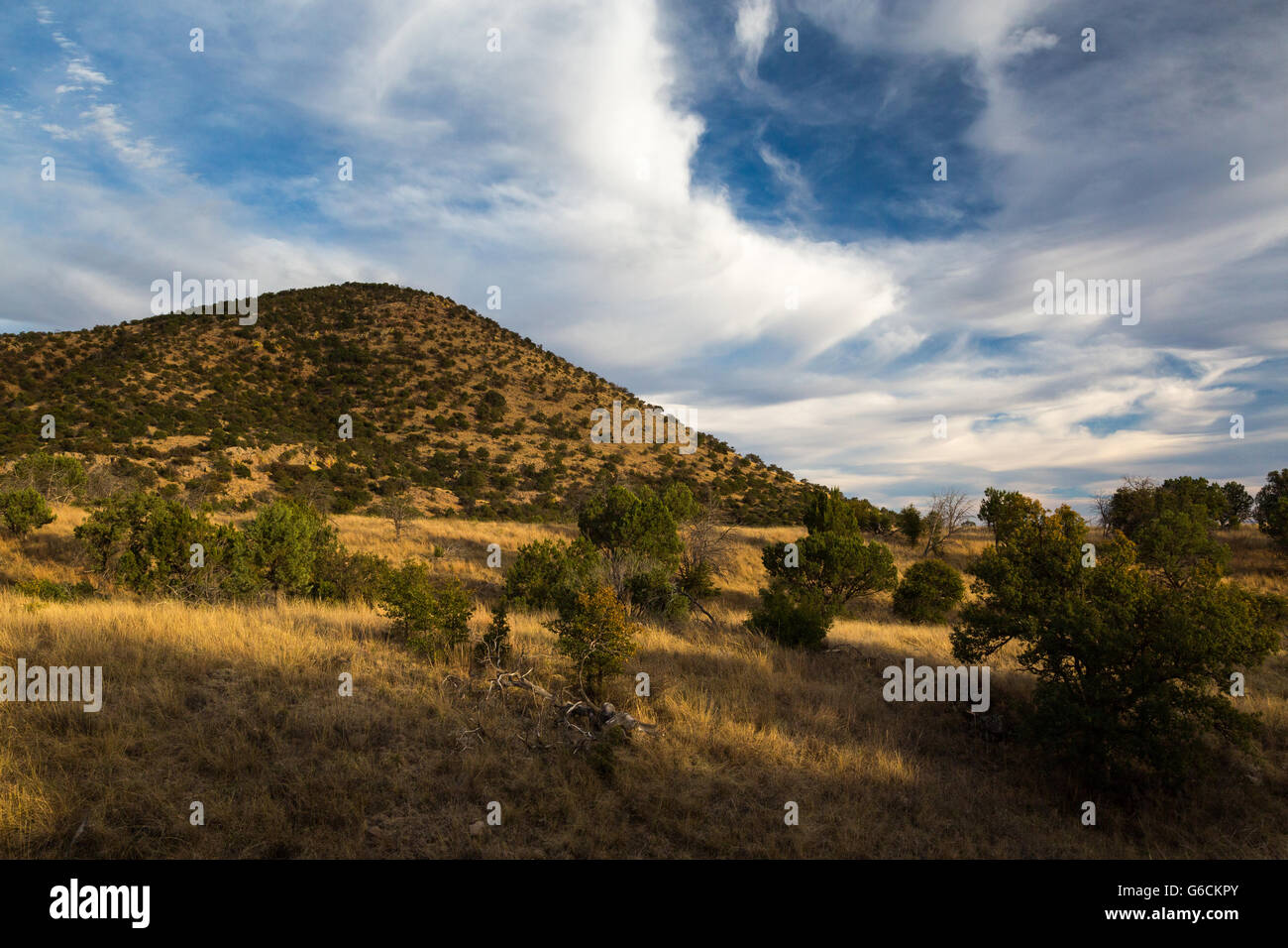 Juniper and oak trees dotting the high desert grasslands in the Canelo ...