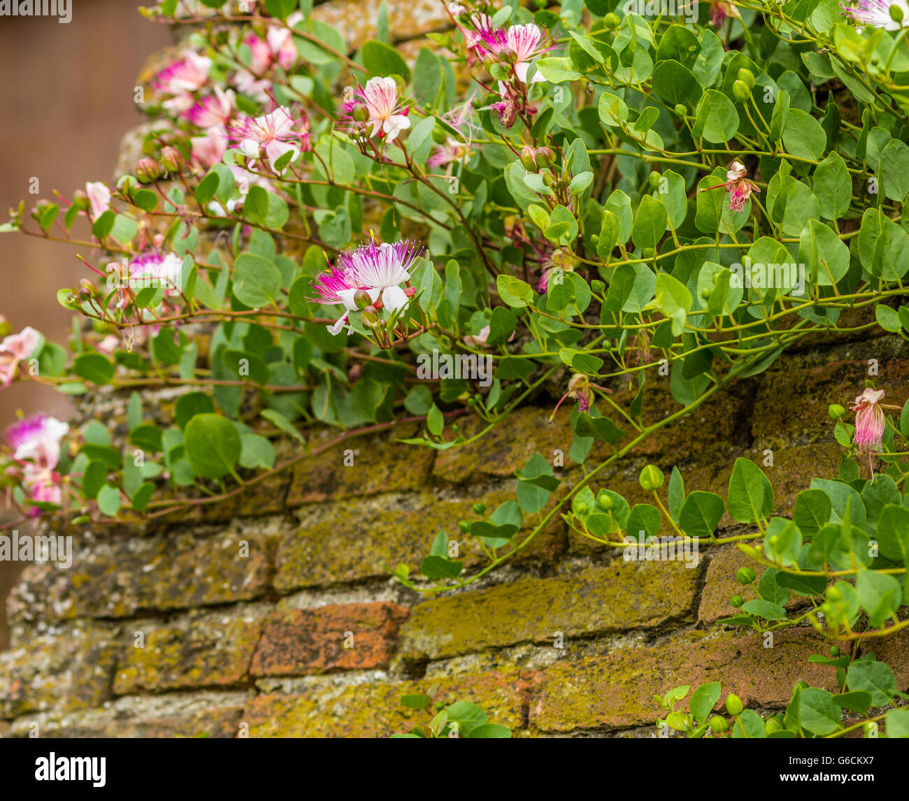 flowers and buds of thorny caper plant, growing on Roman walls of an ...