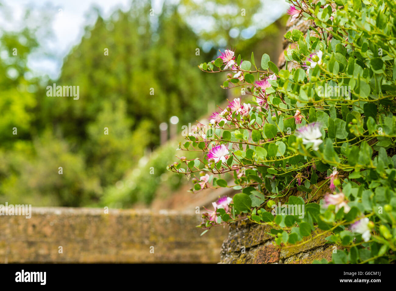 flowers and buds of thorny caper plant, growing on Roman walls of an ...