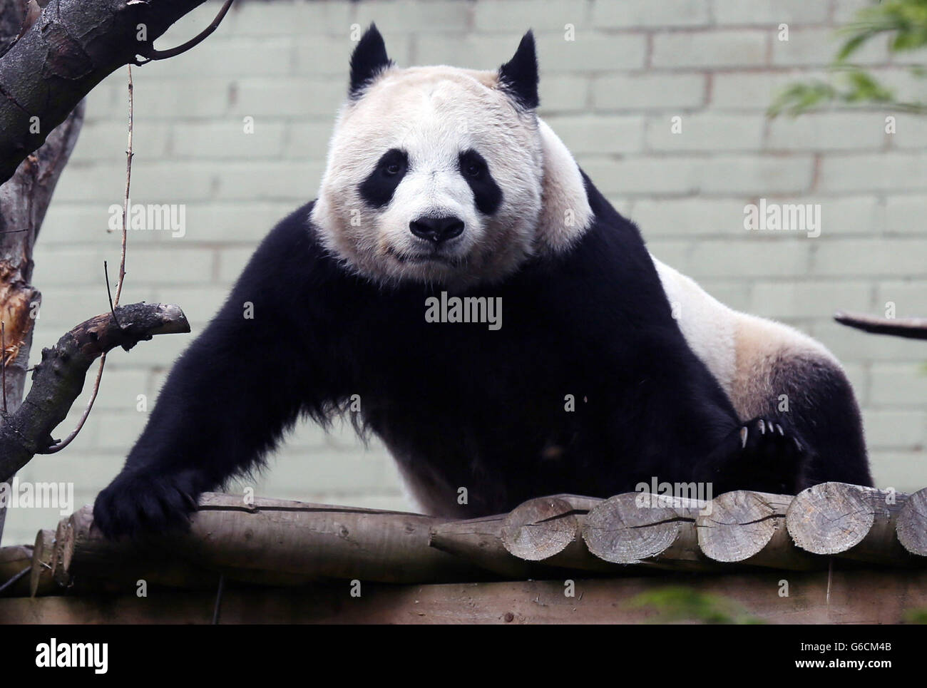 Panda baby watch Stock Photo - Alamy