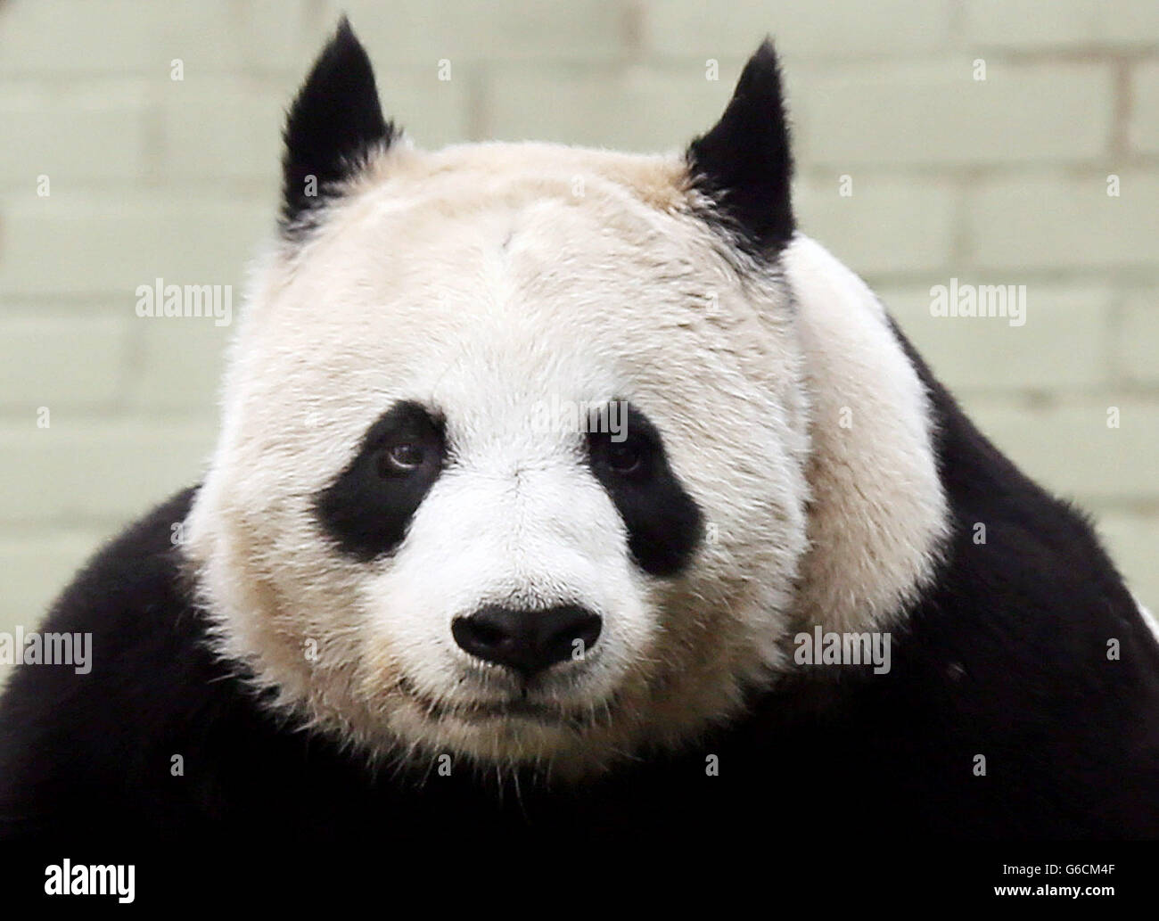 Panda baby watch Stock Photo - Alamy