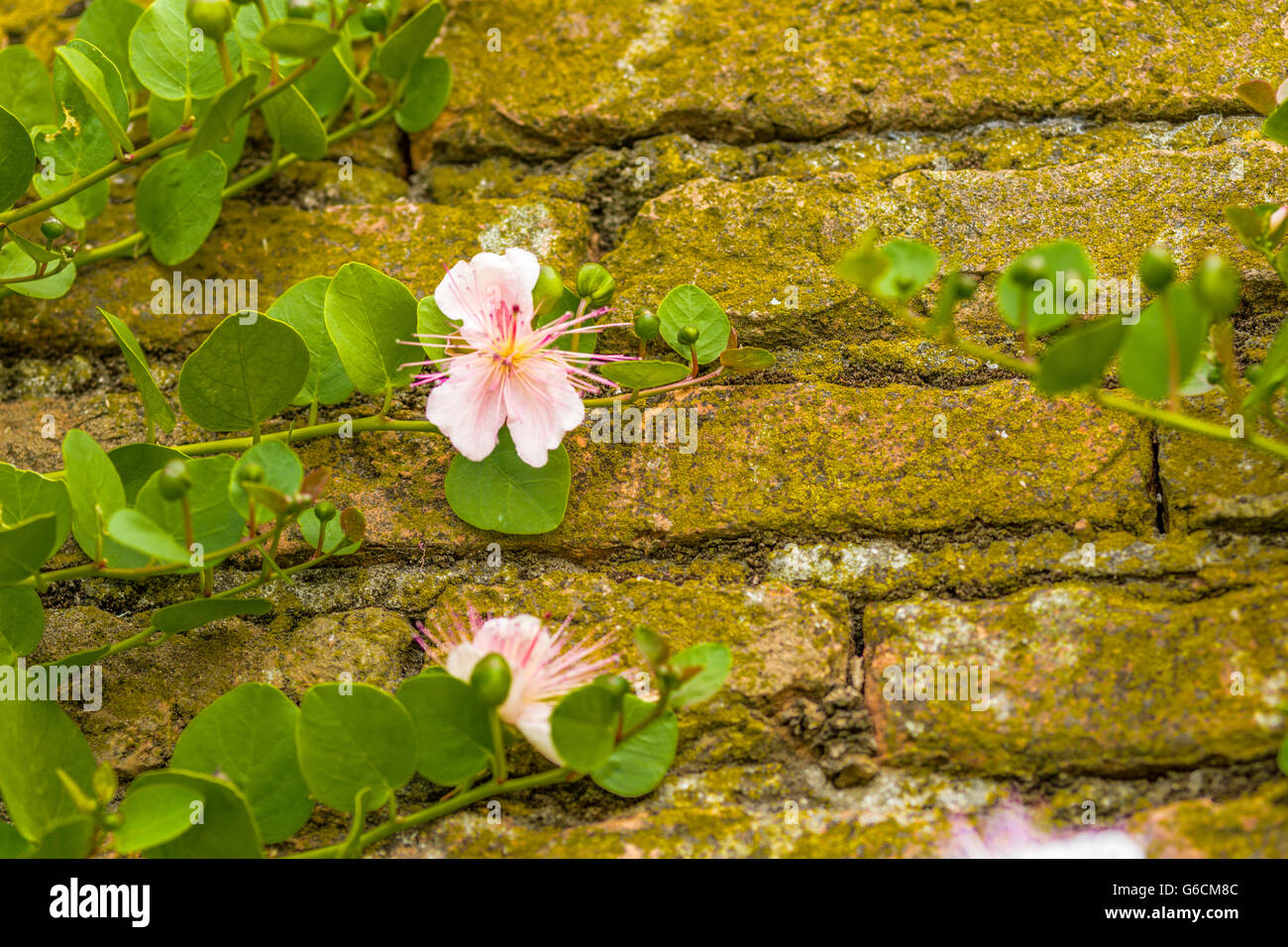 flowers and buds of thorny caper plant, growing on Roman walls of an ...