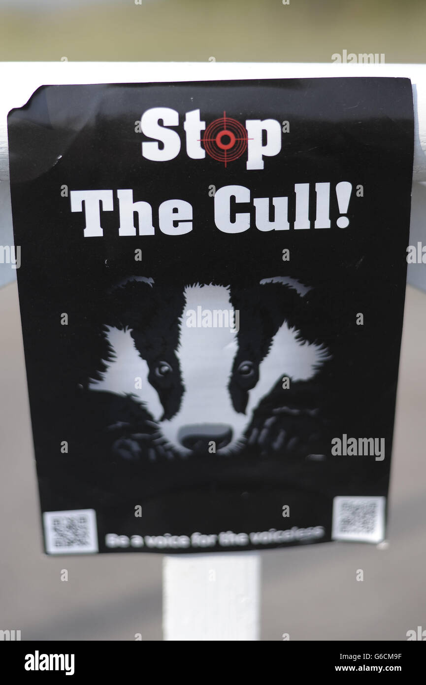 Badger cull protest Stock Photo - Alamy