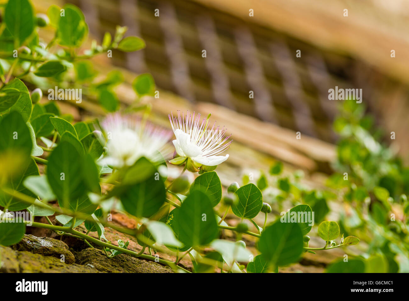 flowers and buds of thorny caper plant, growing on Roman walls of an ...