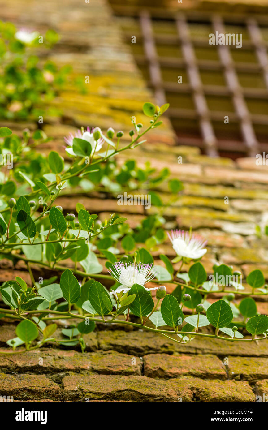 flowers and buds of thorny caper plant, growing on Roman walls of an ...