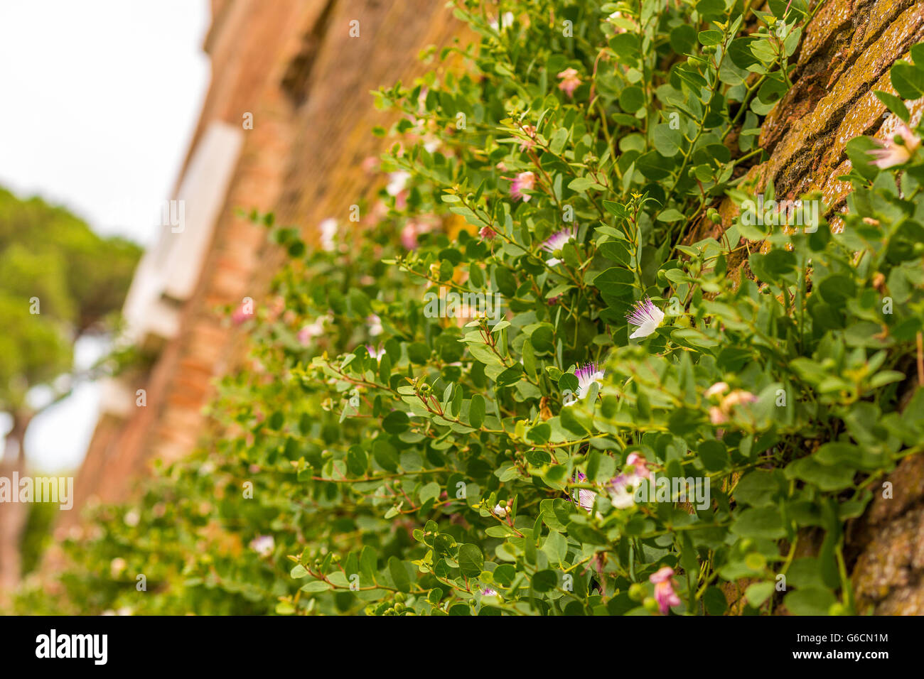 flowers and buds of thorny caper plant, growing on Roman walls of an ...