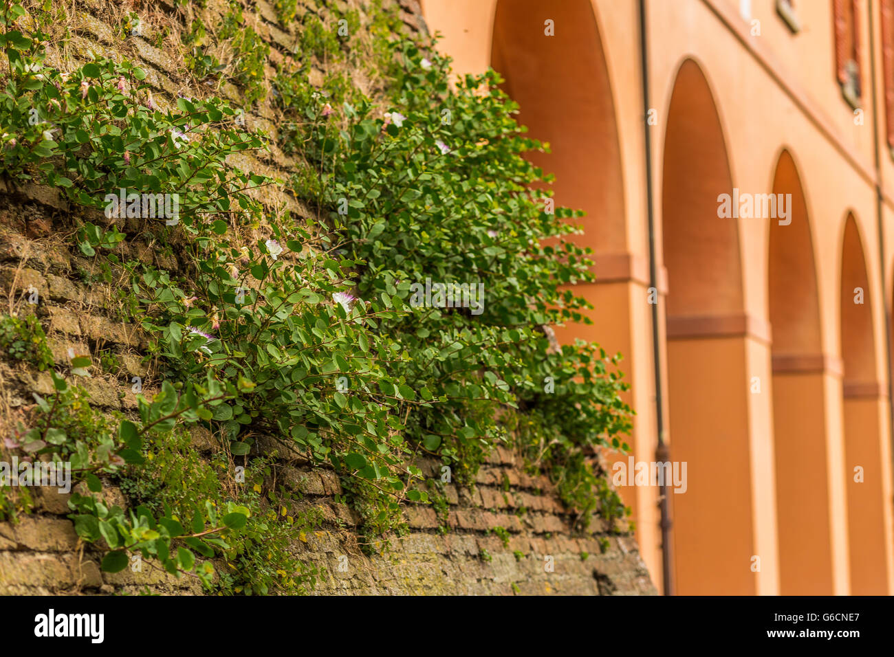 flowers and buds of thorny caper plant, growing on Roman walls of an ...