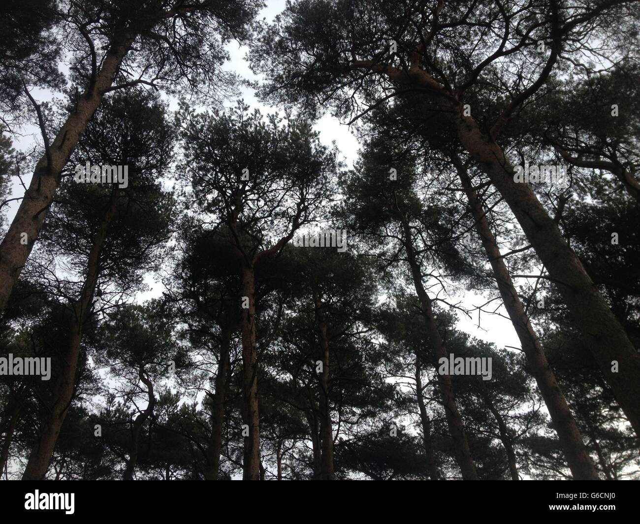 Canopy of tree tops hi-res stock photography and images - Alamy