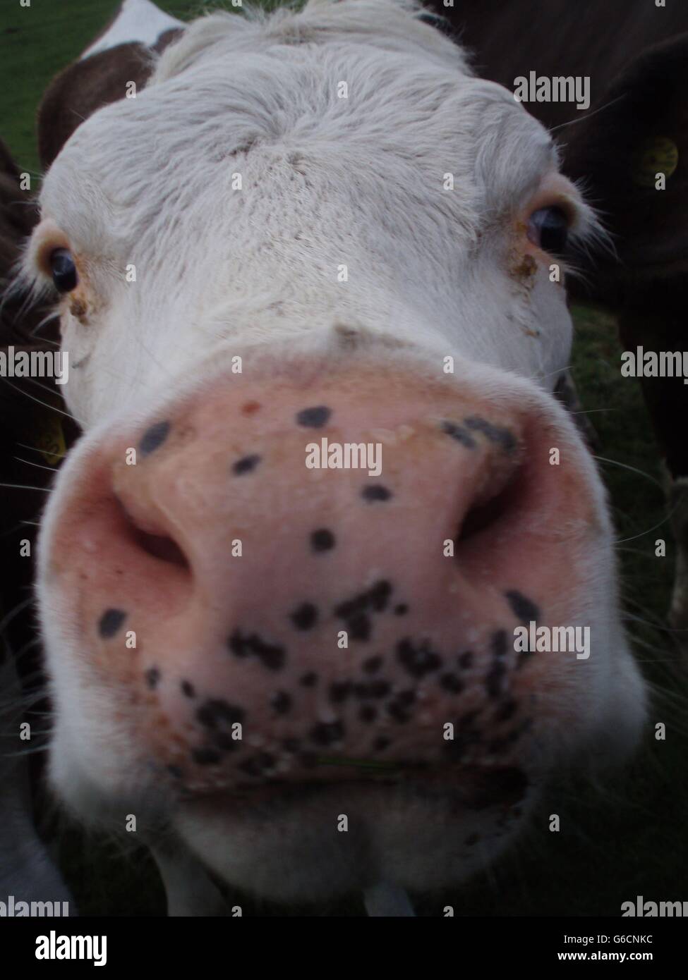 Cow nose hi-res stock photography and images - Alamy