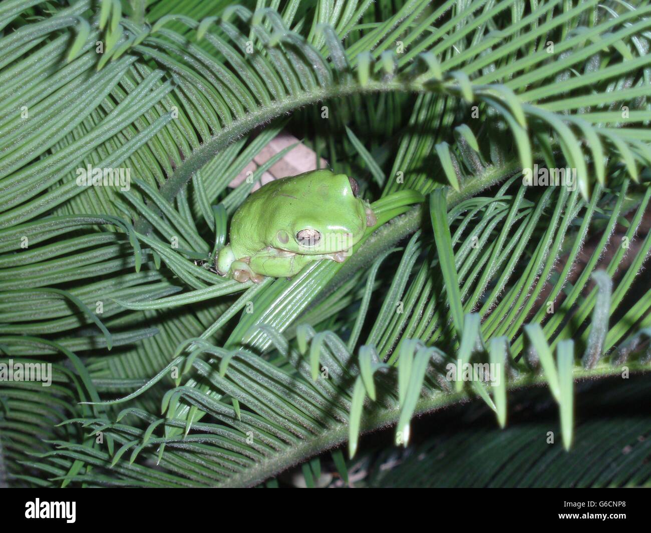 Tree frog palm tree hi-res stock photography and images - Alamy