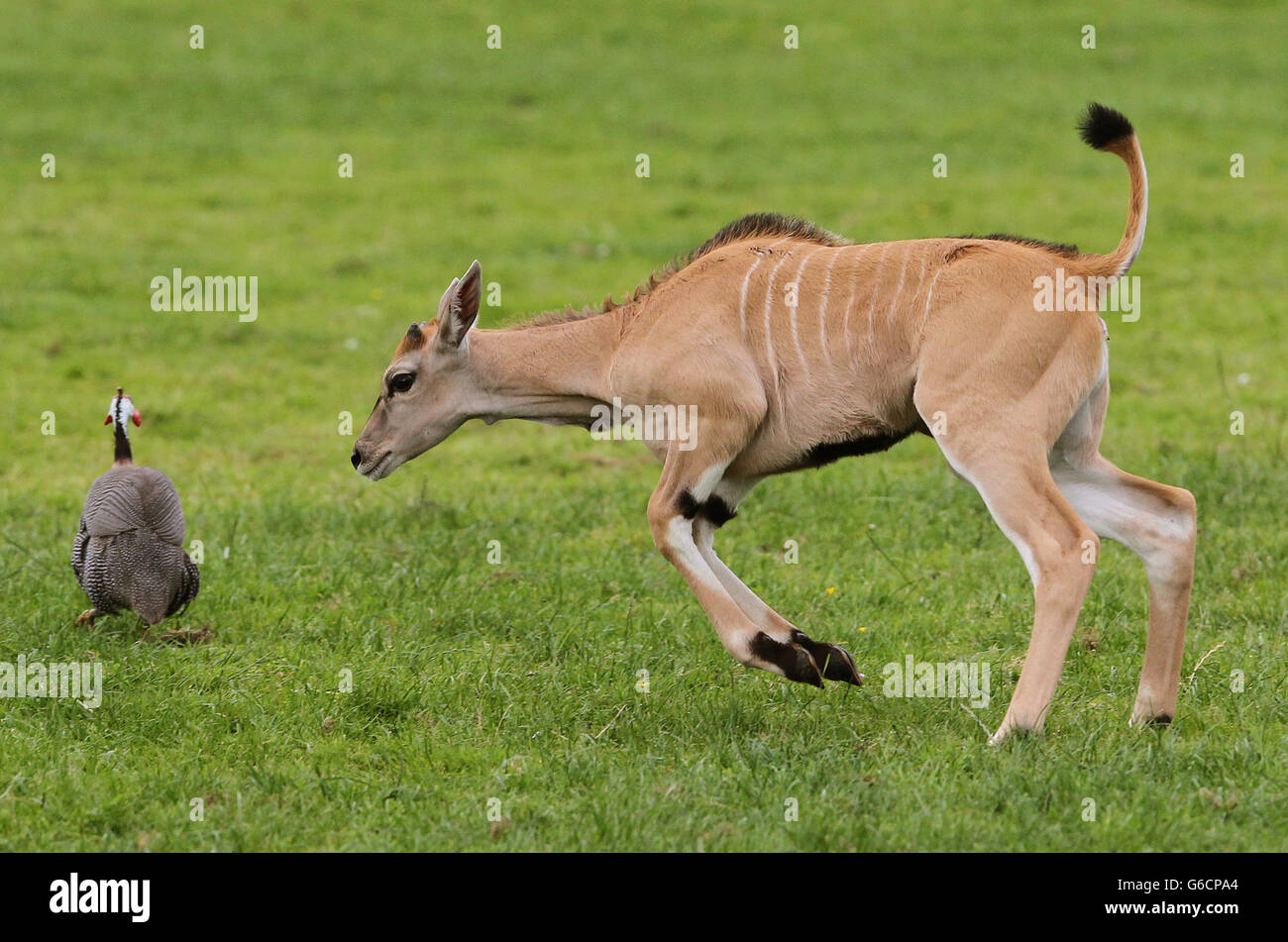 New baby eland Stock Photo - Alamy