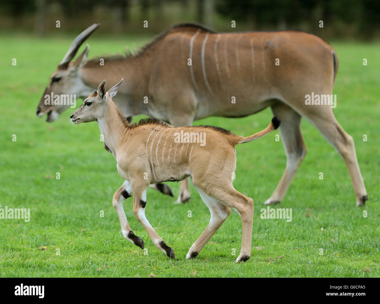 New baby eland Stock Photo - Alamy