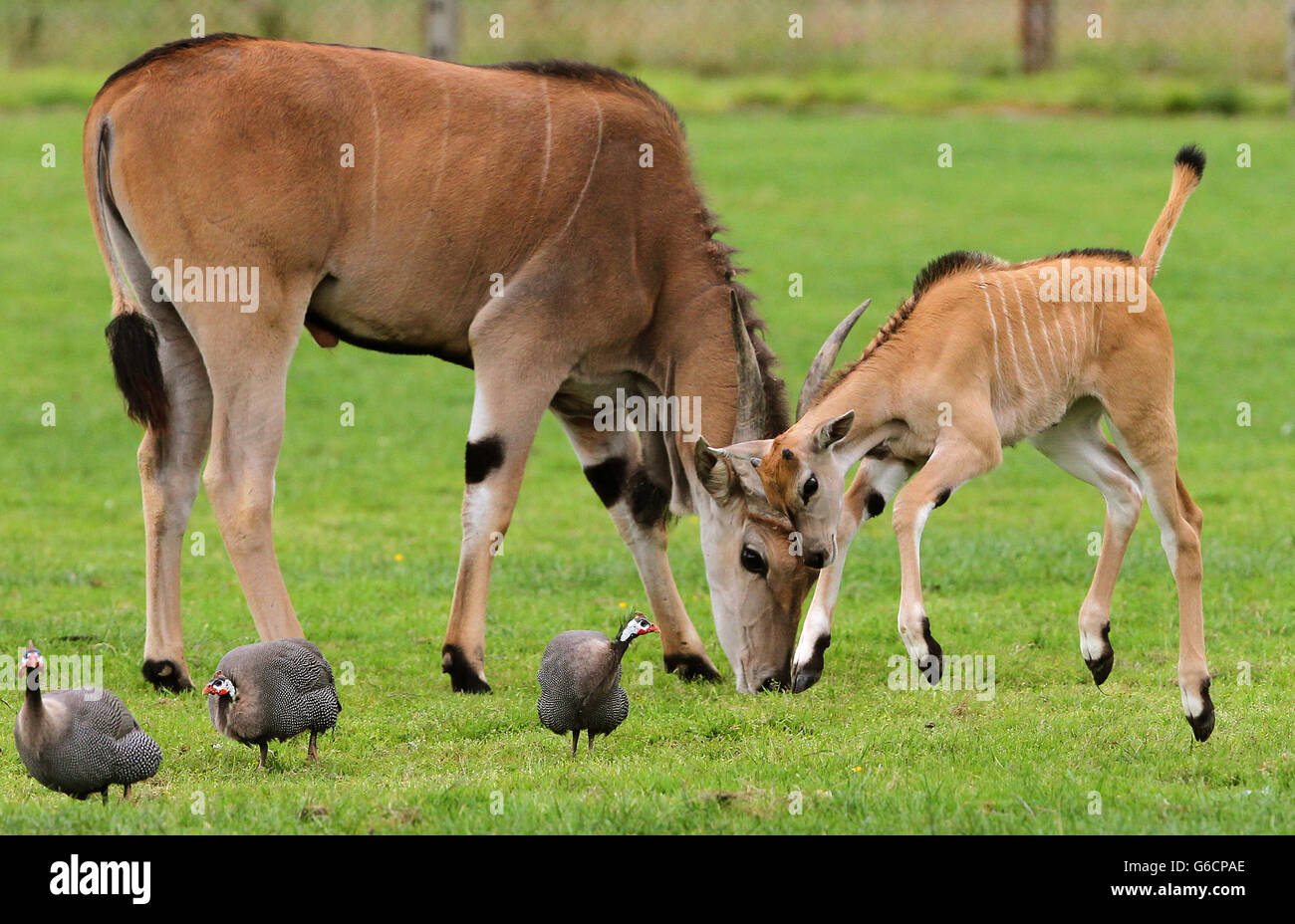 New baby eland Stock Photo - Alamy