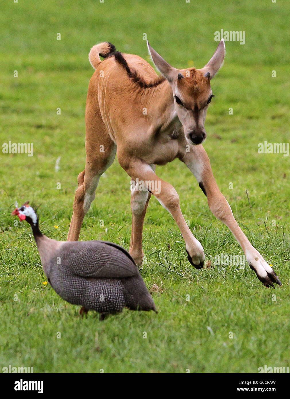 New guinea fowl hi-res stock photography and images - Alamy