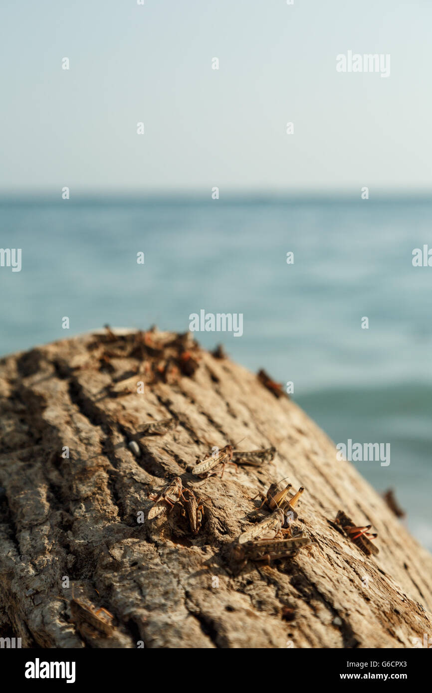 Locusts hi-res stock photography and images - Alamy