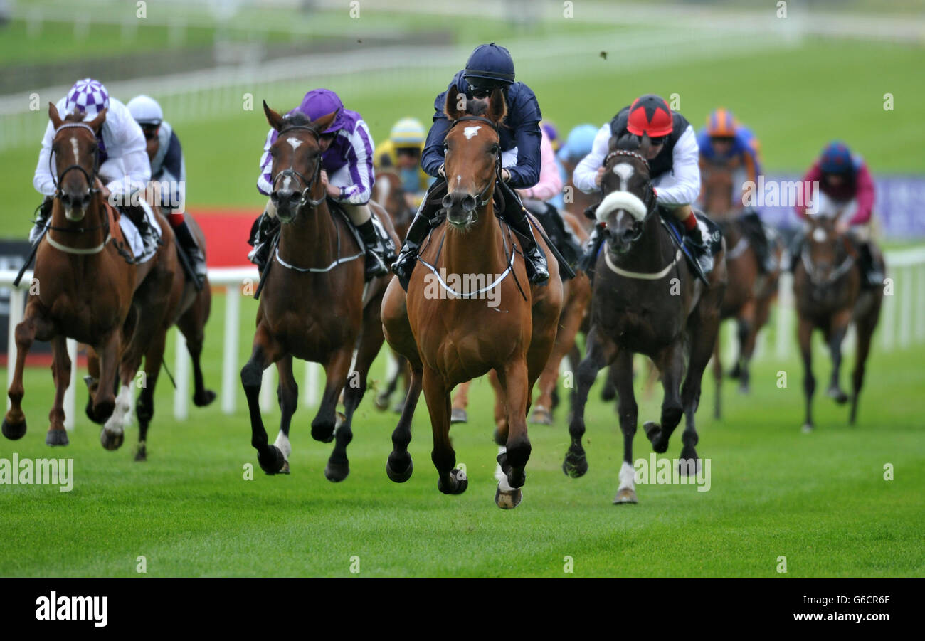 Dark blue horse hi-res stock photography and images - Alamy