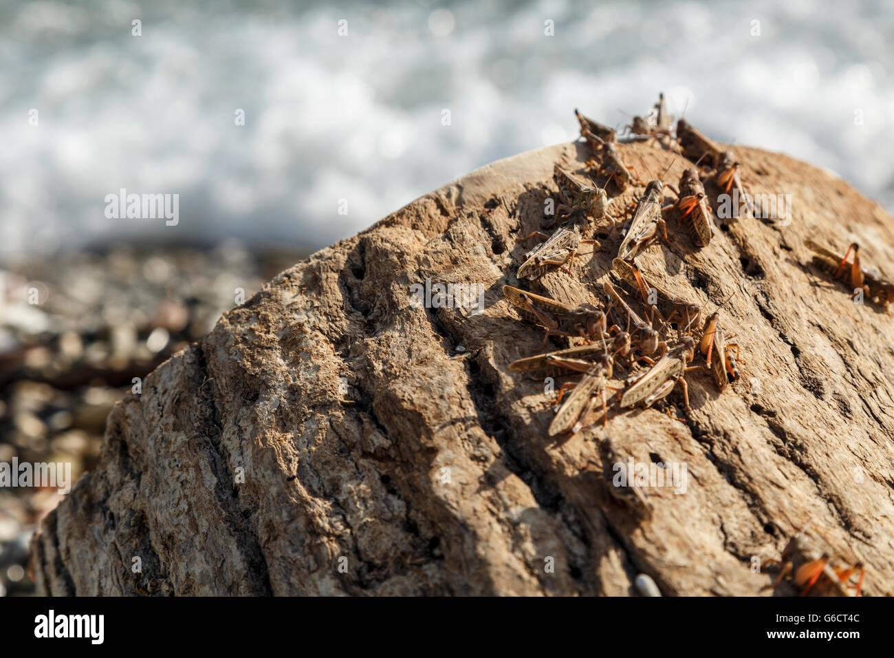 Locusts hi-res stock photography and images - Alamy
