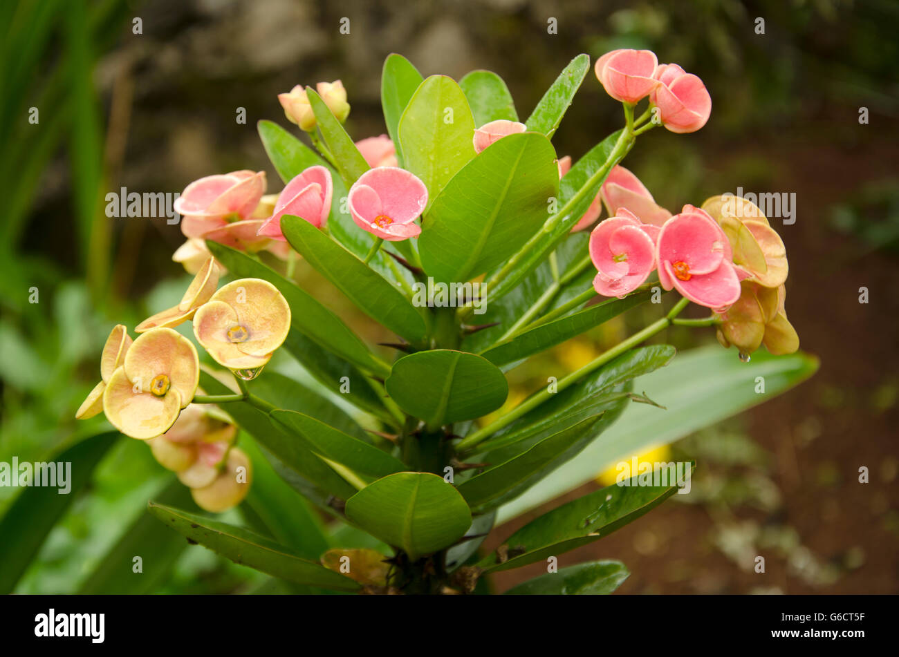 two flower colors Stock Photo - Alamy
