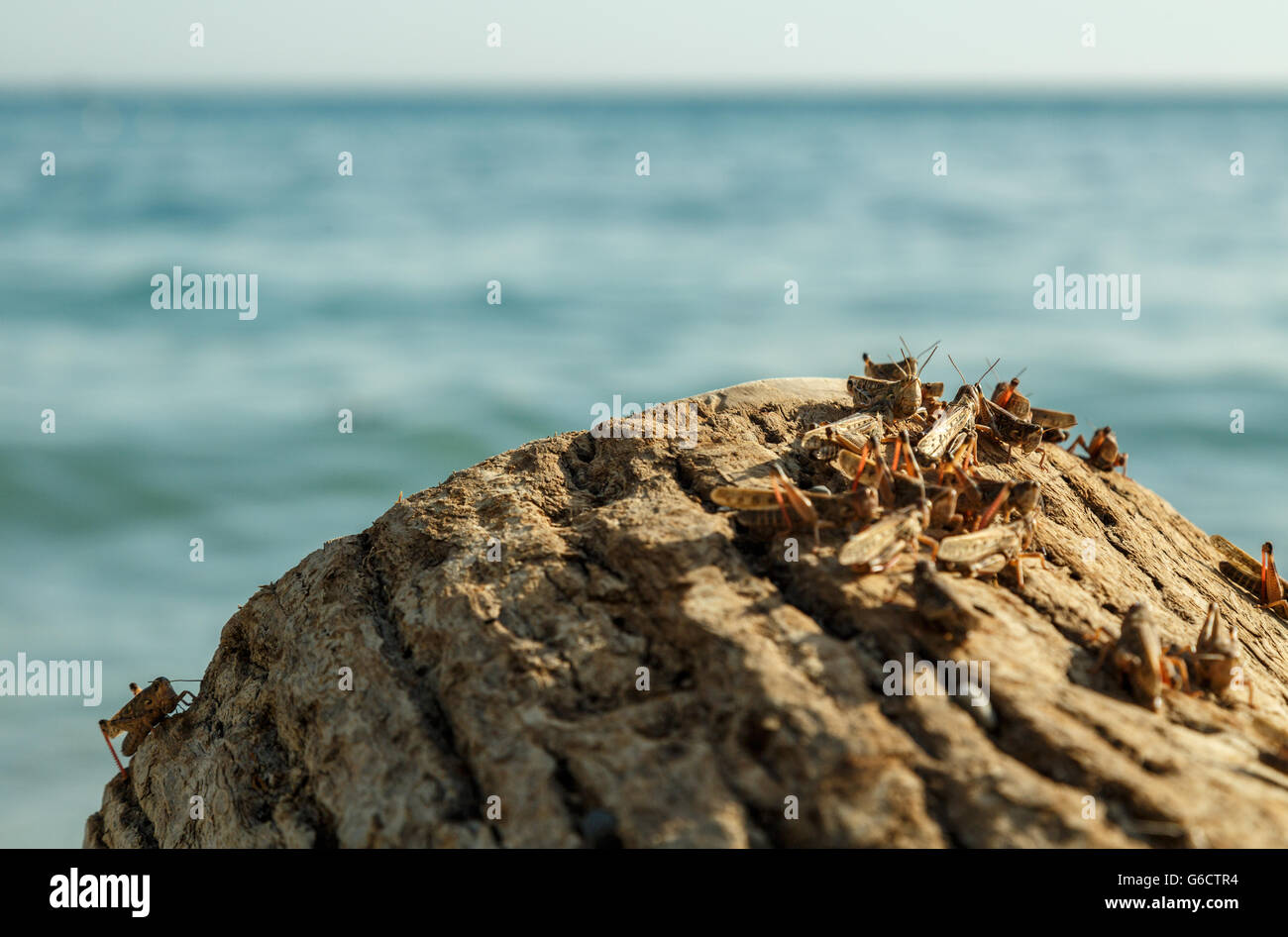 Locusts hi-res stock photography and images - Alamy