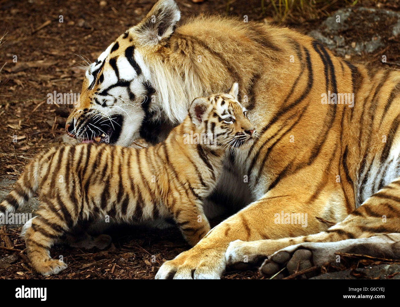 Tiger Cubs Hunting High Resolution Stock Photography and Images - Alamy