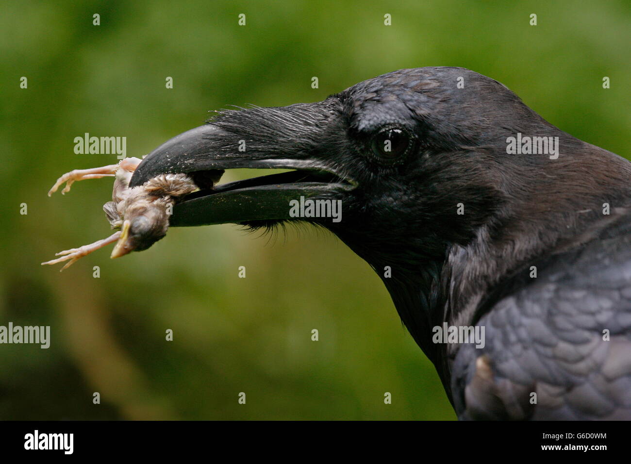 Raven chick corvus corax hi-res stock photography and images - Alamy