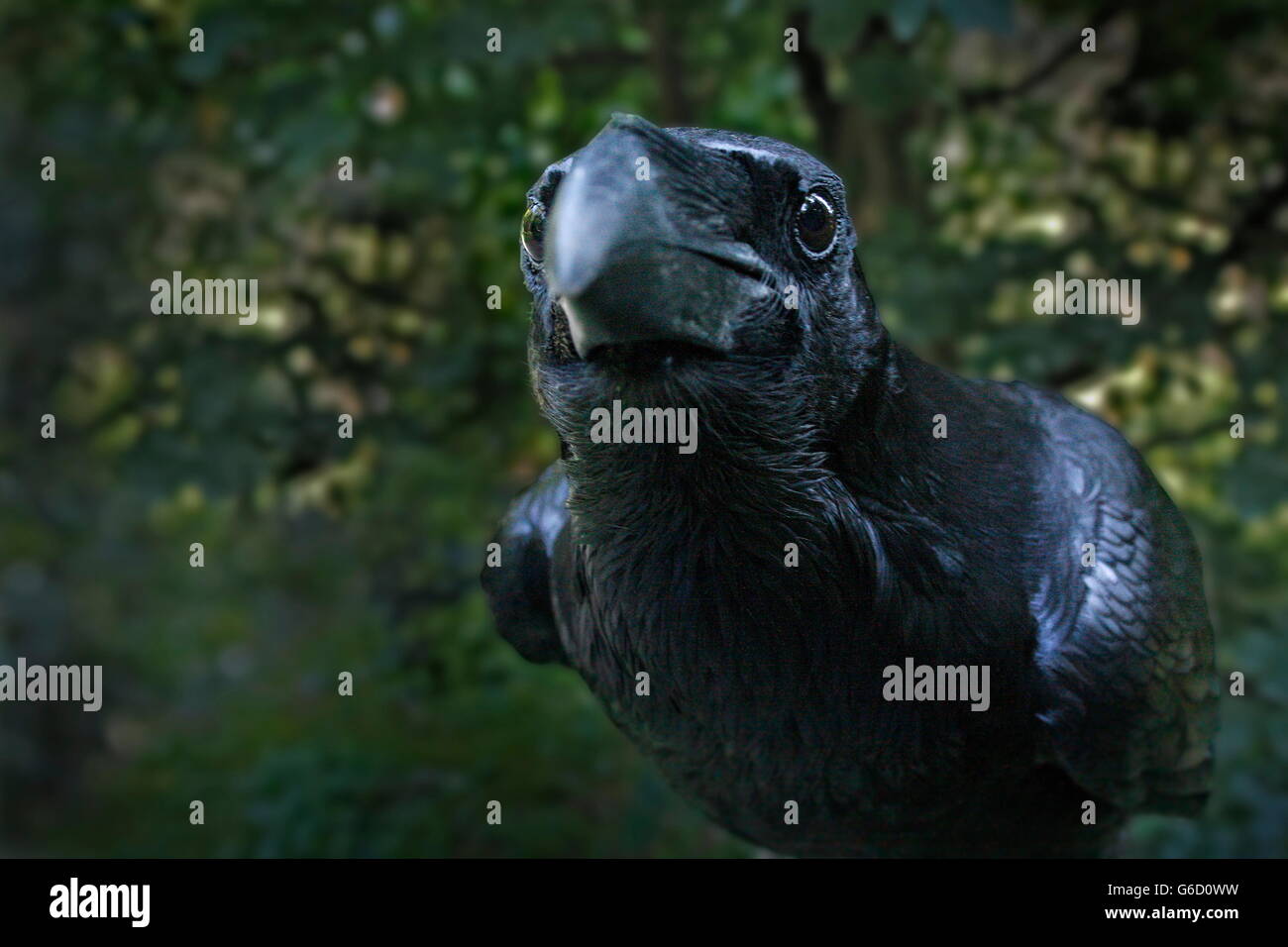 northern raven, Germany / (Corvus corax Stock Photo - Alamy