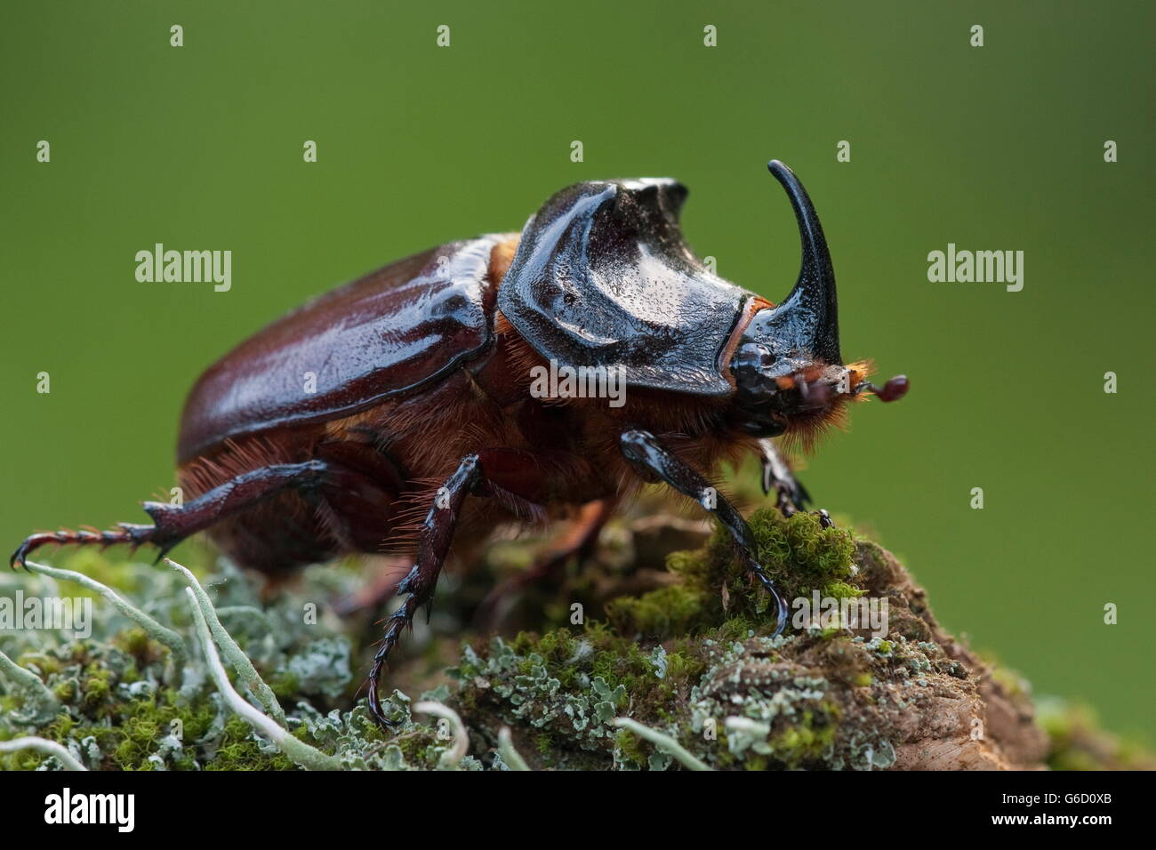 Beetle Germany Stock Photos & Beetle Germany Stock Images - Alamy