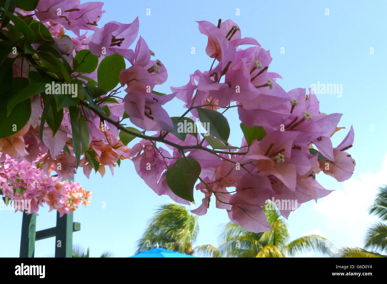 Holiday inn montego bay jamaica hi-res stock photography and images - Alamy