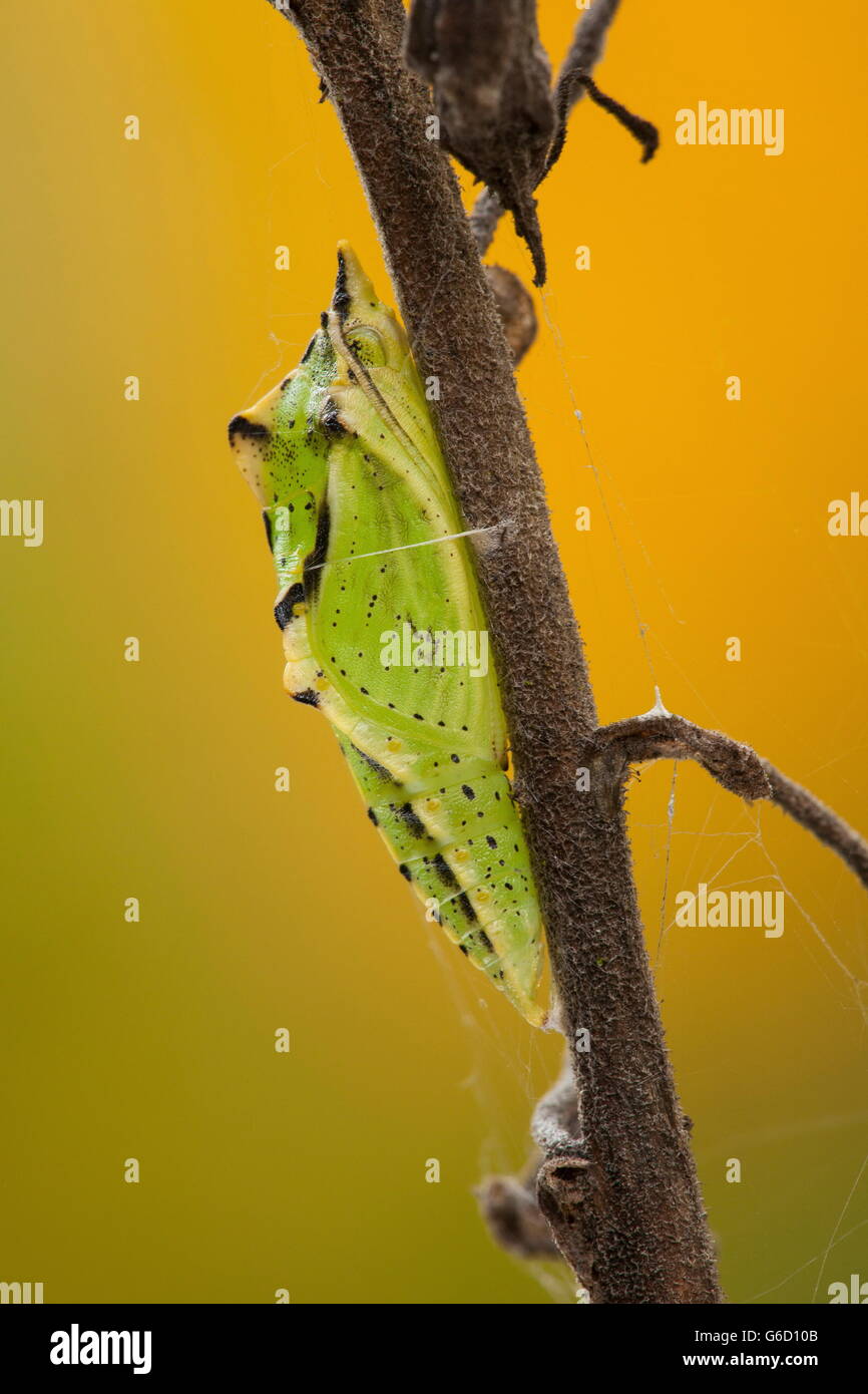 green-veined white, chrysalis, Germany / (Pieris napi Stock Photo - Alamy