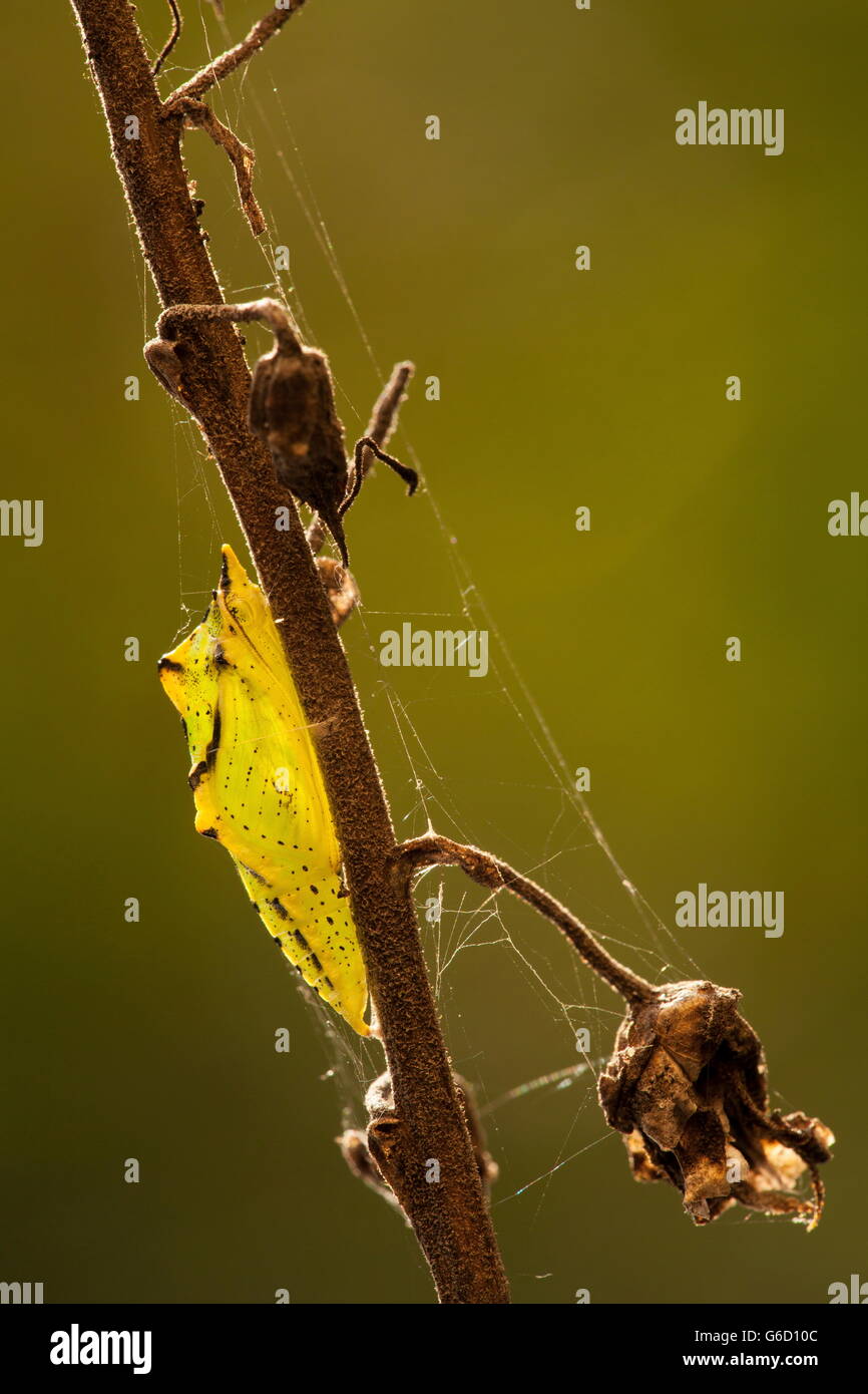 Chrysalis about to open hi-res stock photography and images - Alamy