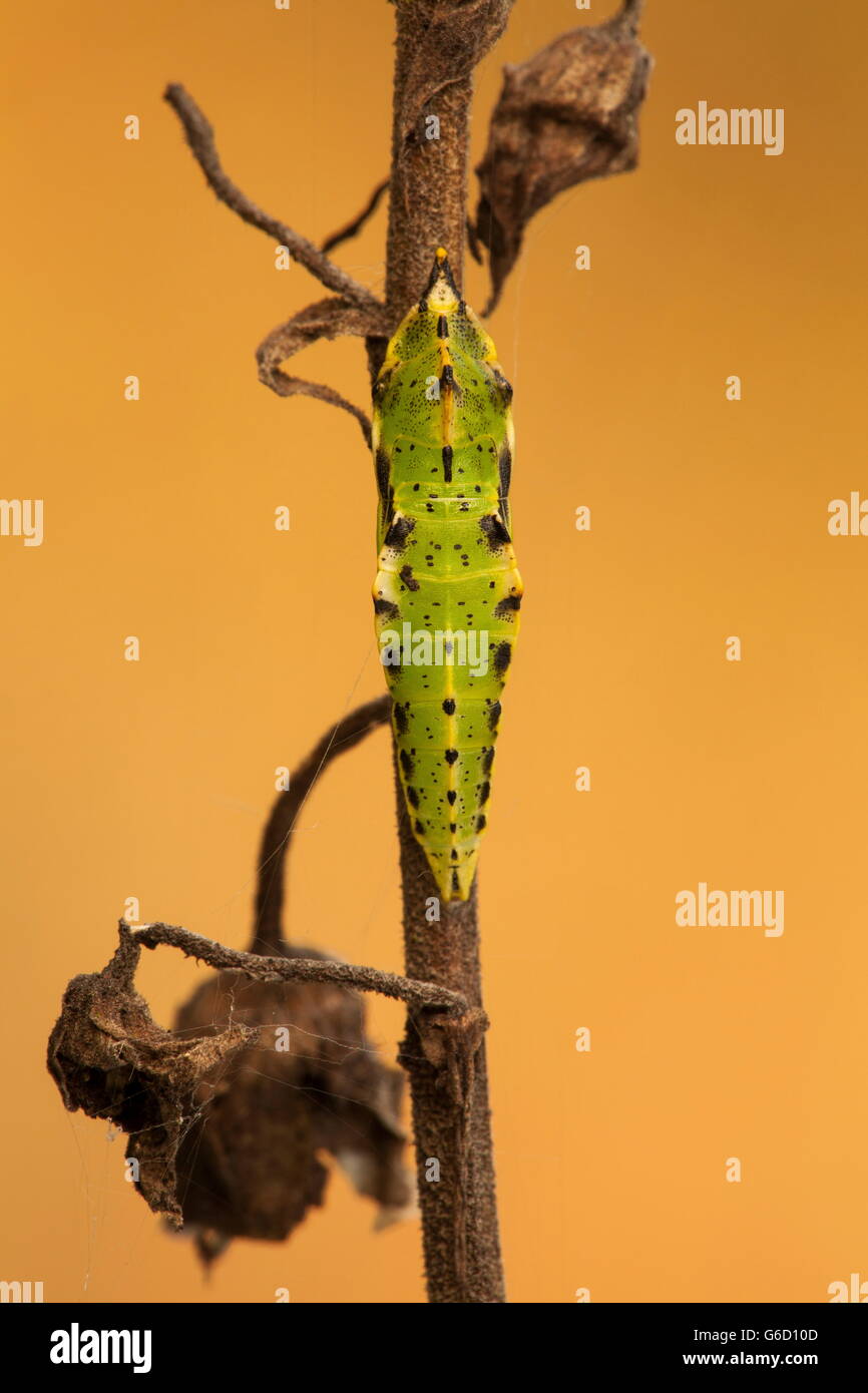 Chrysalis about to open hi-res stock photography and images - Alamy